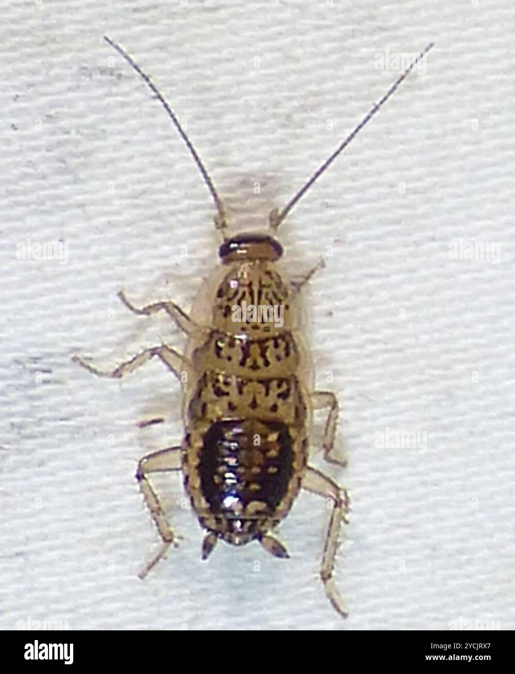 small yellow cockroach (Cariblatta lutea) Insecta Stock Photo - Alamy