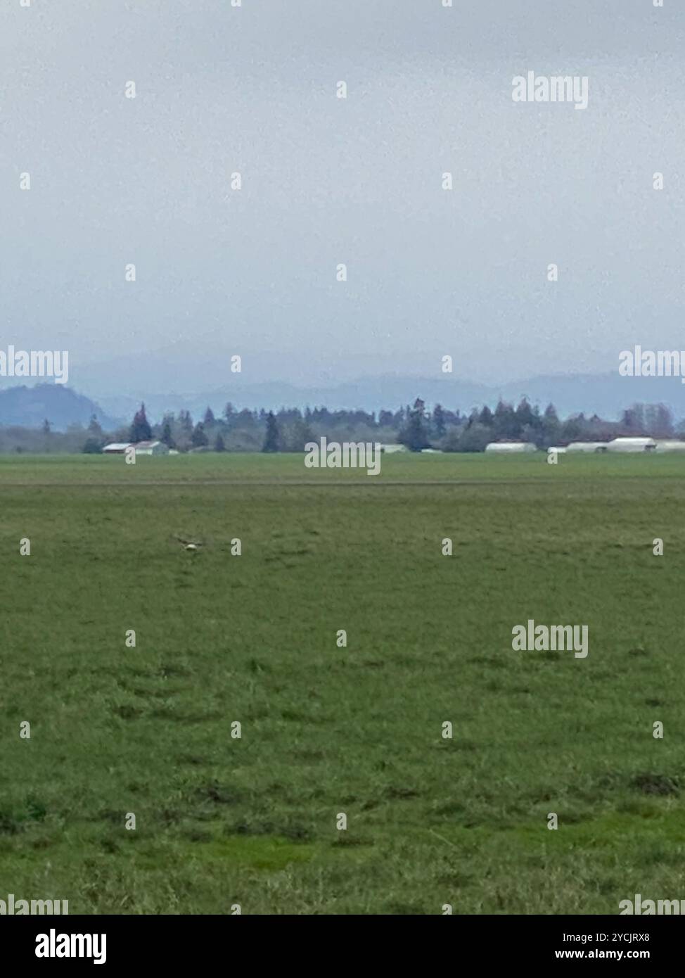Northern Harrier (Circus hudsonius) Aves Stock Photo - Alamy