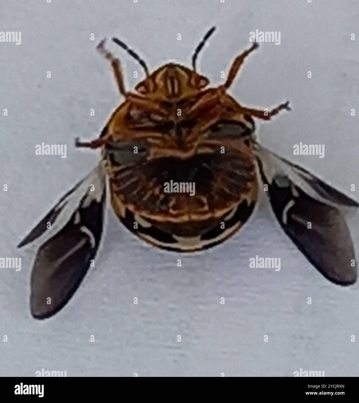 Sphaerocoris hi-res stock photography and images - Alamy