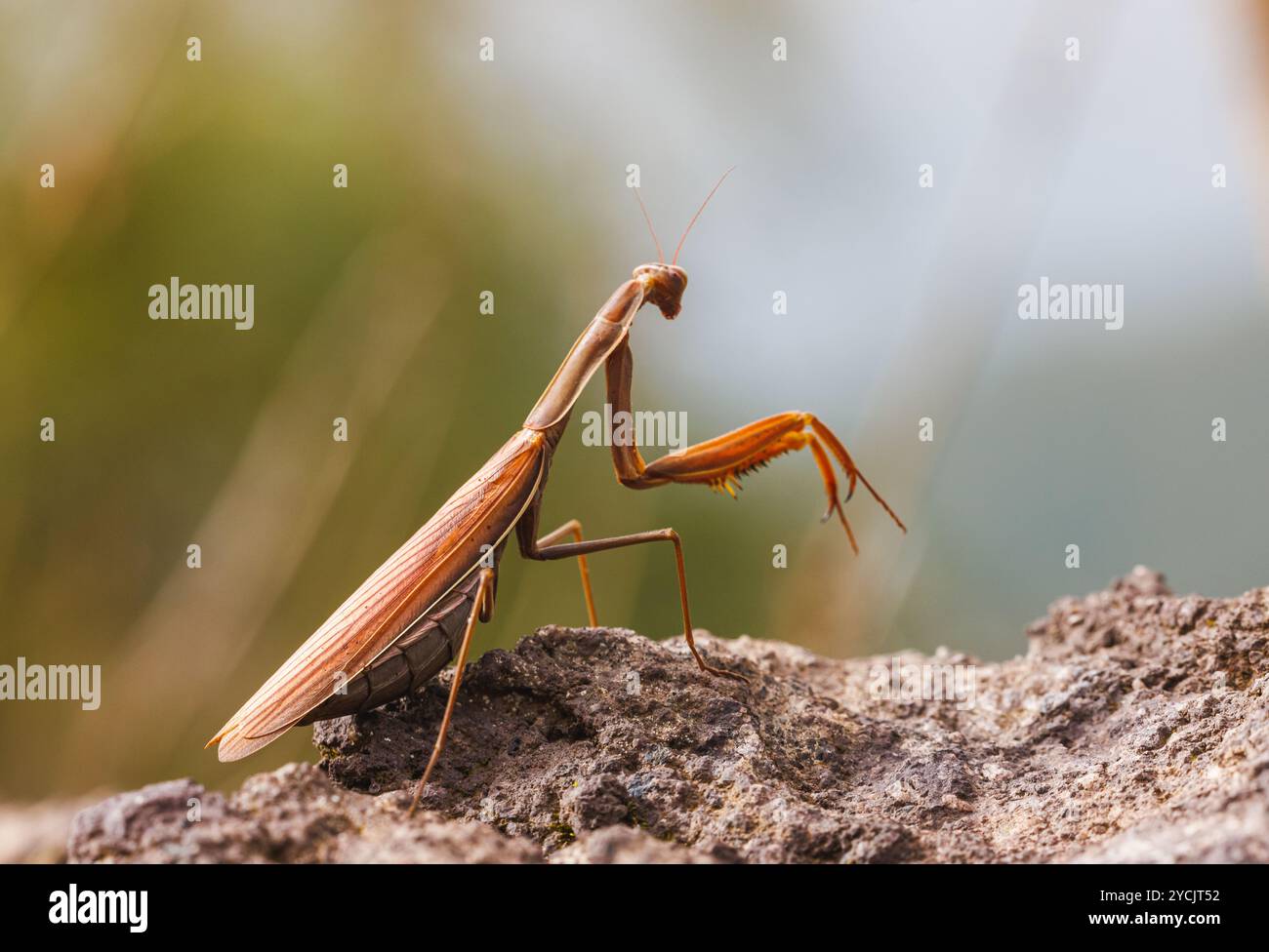 Praying mantis pose in nature hi-res stock photography and images - Alamy