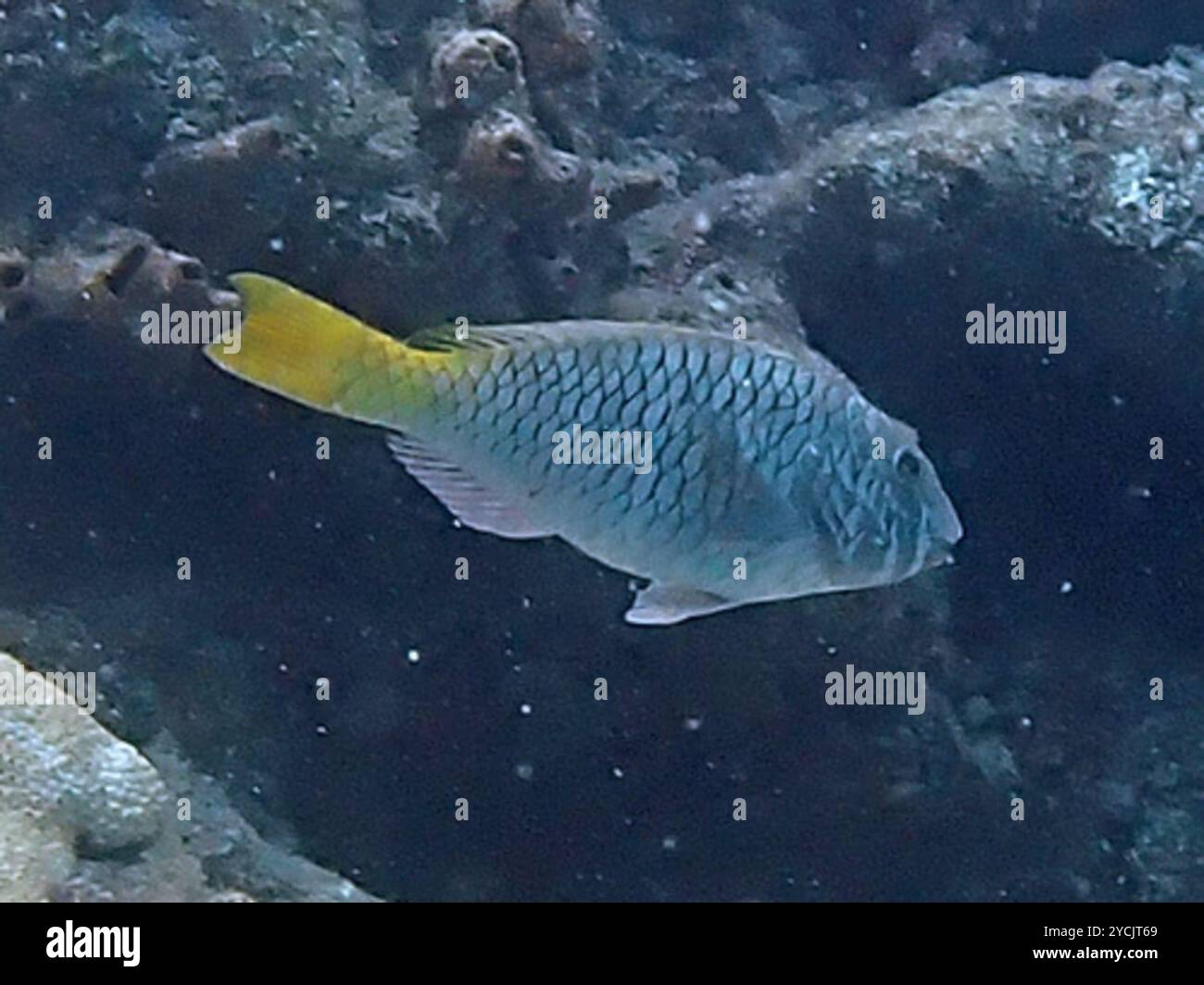 Yellowtail parrotfish hi-res stock photography and images - Alamy
