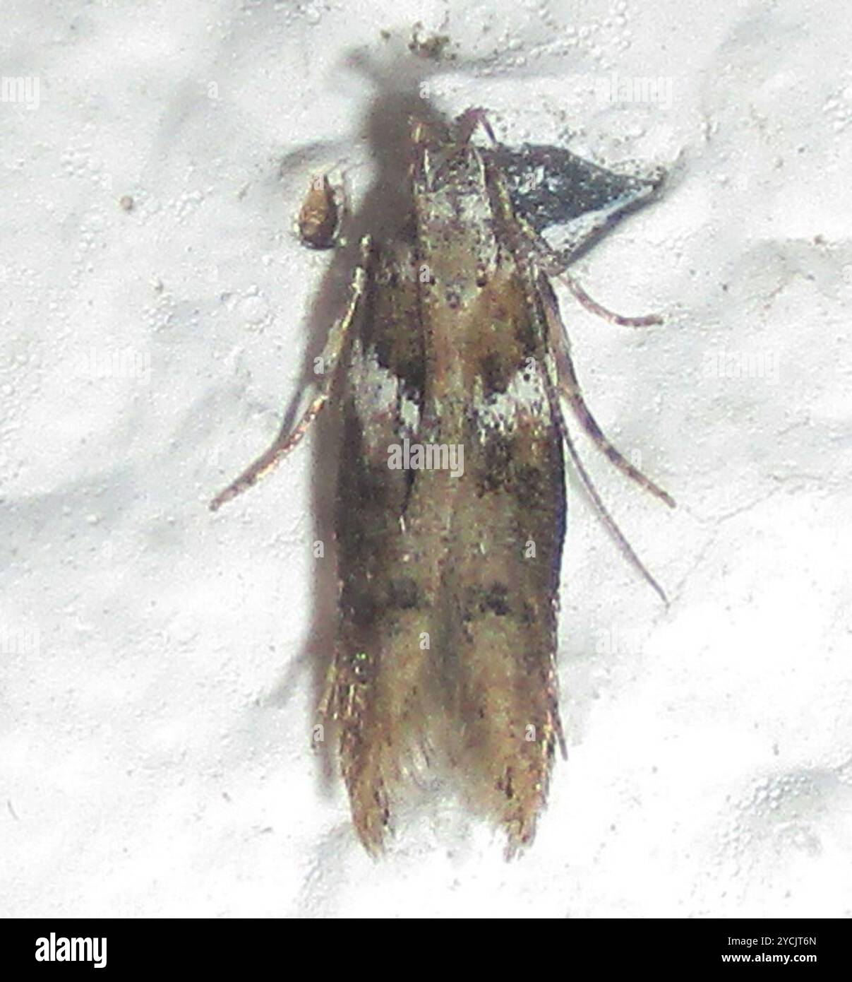 Twirler Moths (Gelechiidae) Insecta Stock Photo - Alamy