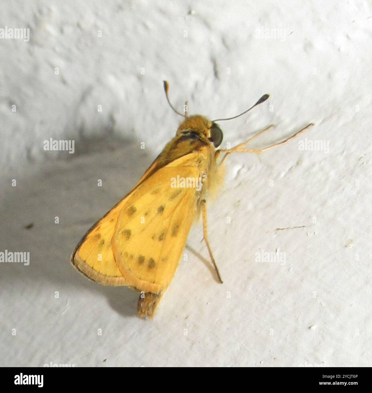 Fiery Skipper (Hylephila phyleus) Insecta Stock Photo - Alamy