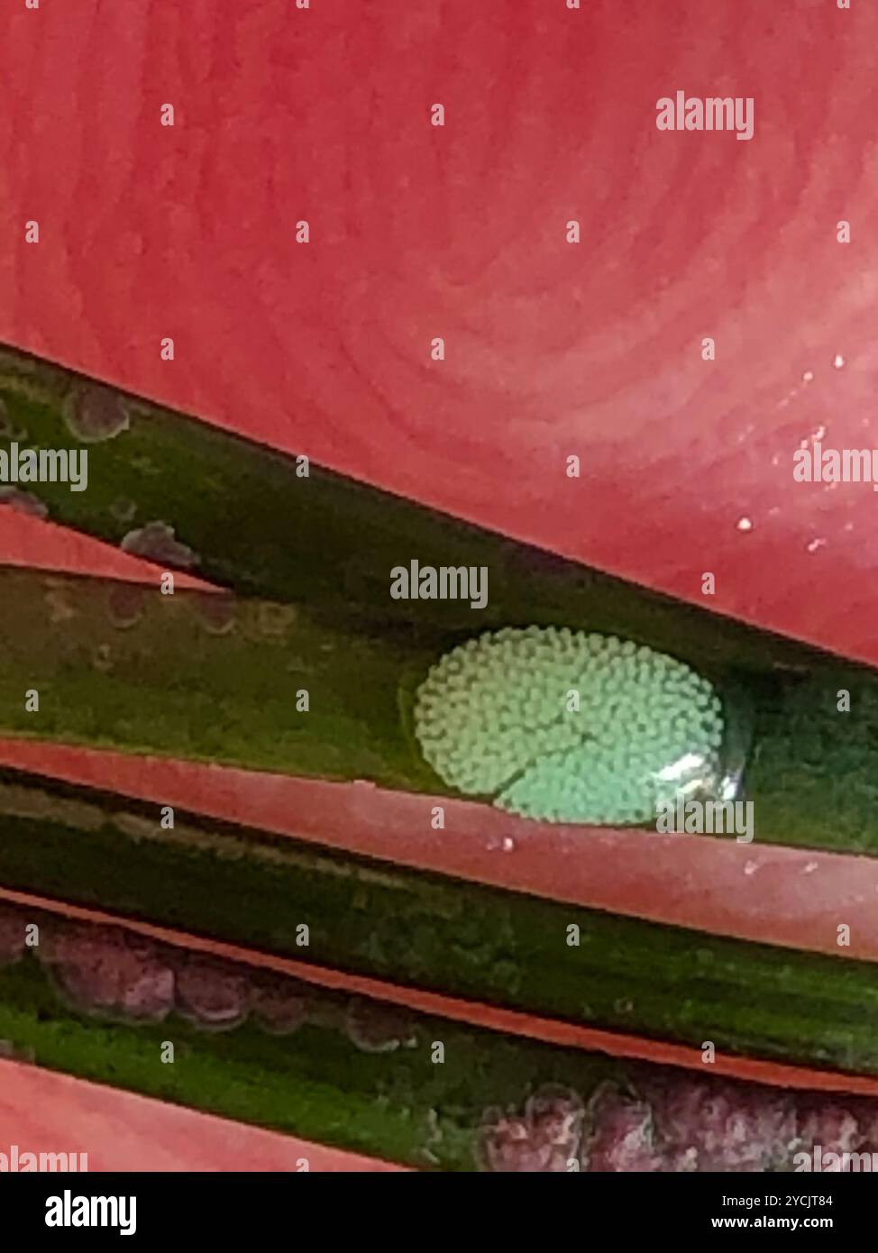 Lacuna Snails (Lacuna) Mollusca Stock Photo - Alamy