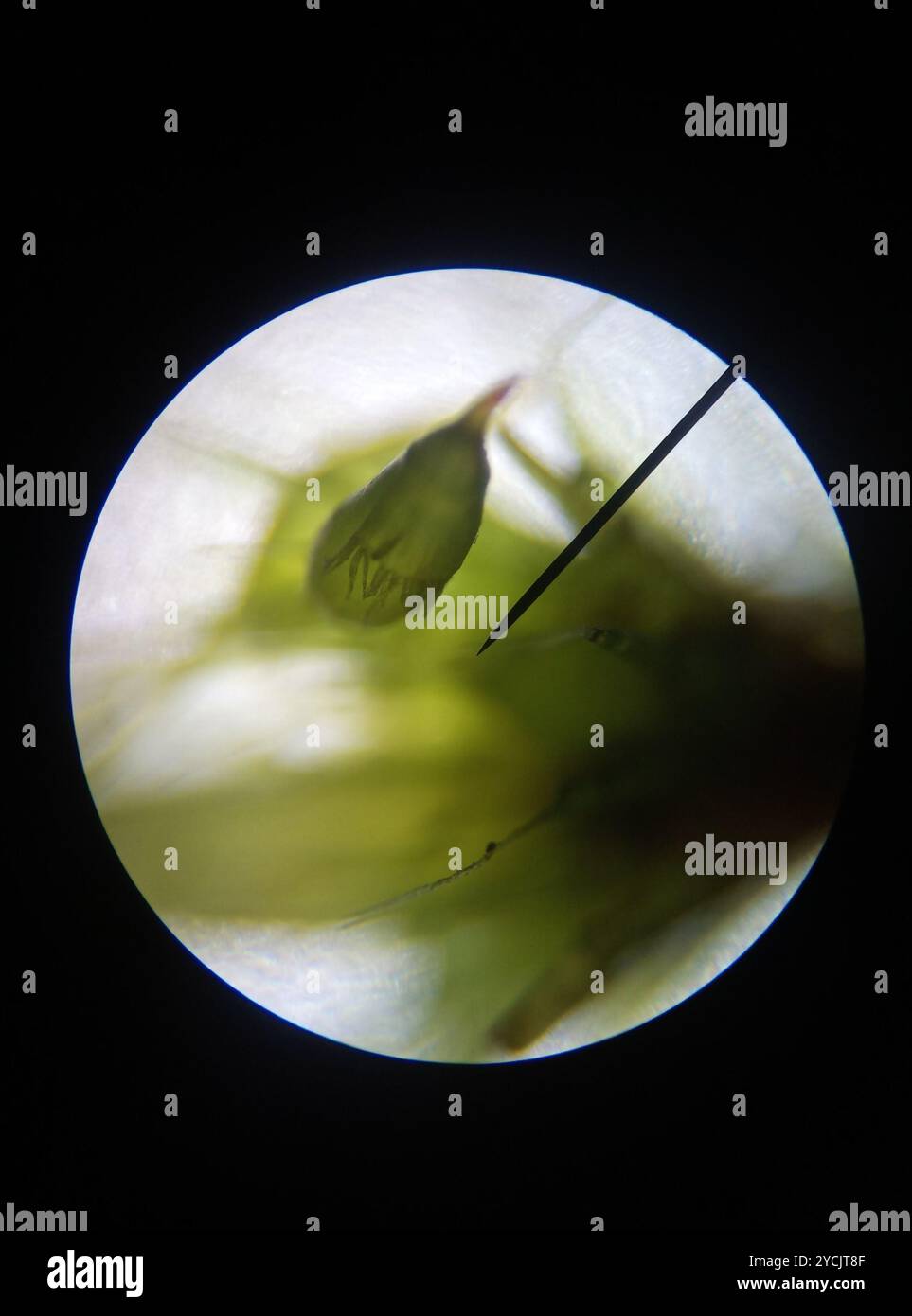 Heath Star-moss (Campylopus introflexus) Plantae Stock Photo - Alamy