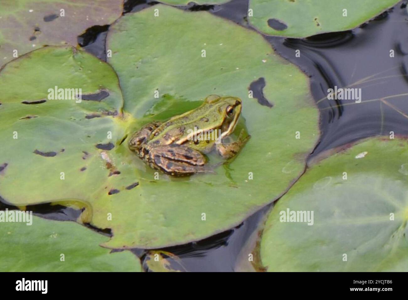 Water Frogs (Pelophylax) Amphibia Stock Photo - Alamy