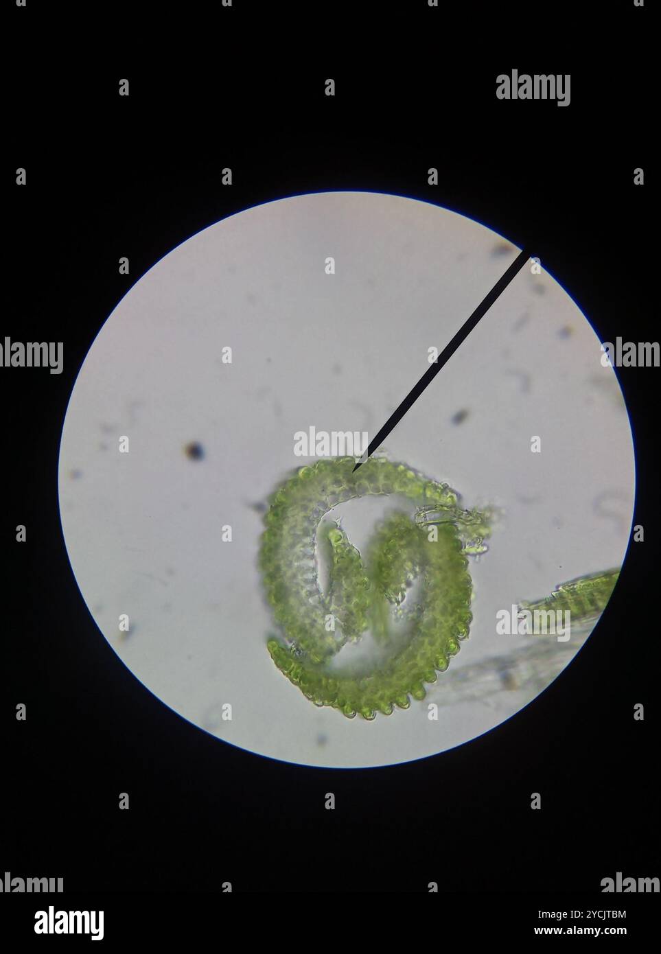 Heath Star-moss (Campylopus introflexus) Plantae Stock Photo - Alamy