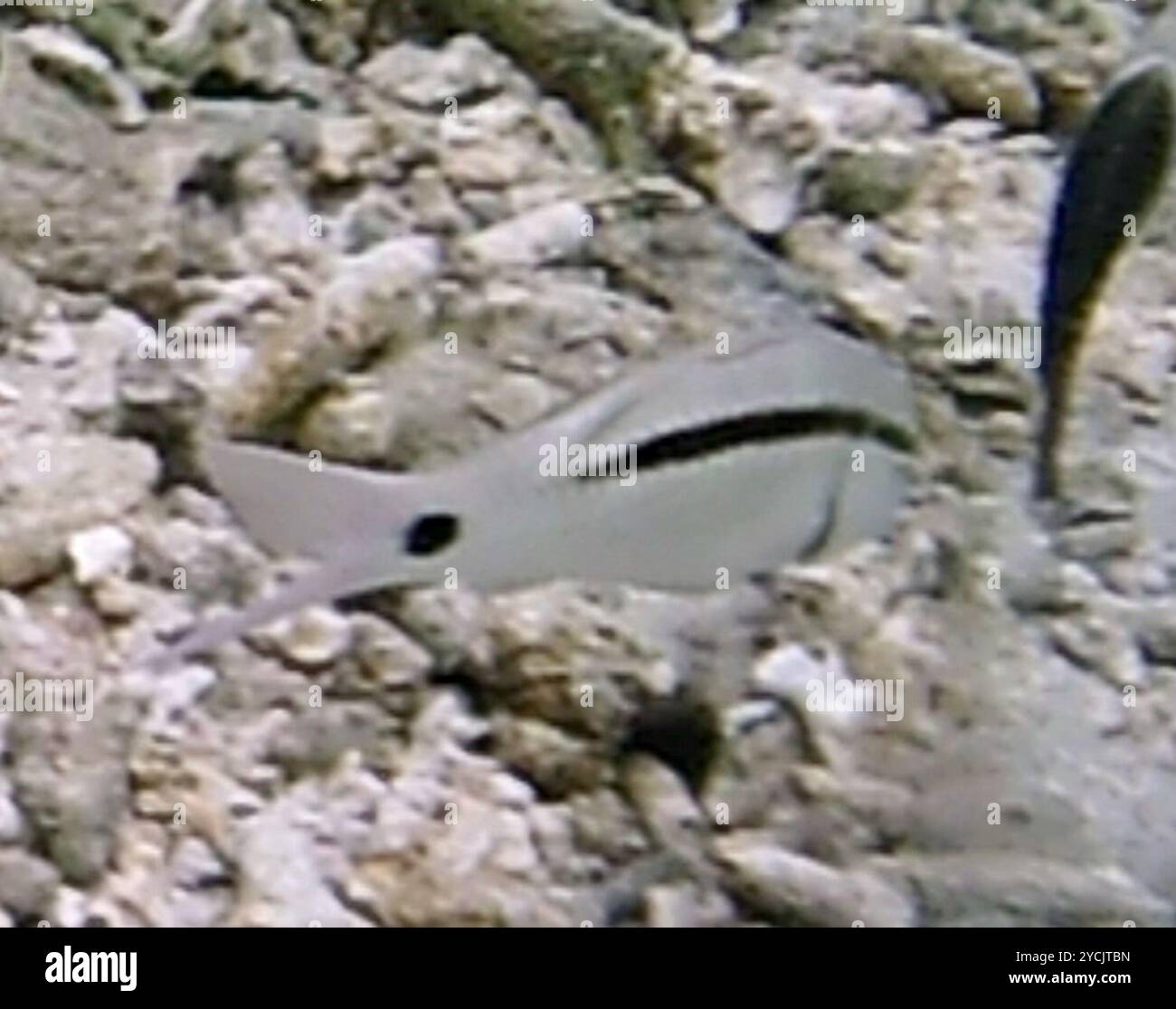 Dot-and-dash Goatfish (Parupeneus barberinus) Actinopterygii Stock ...