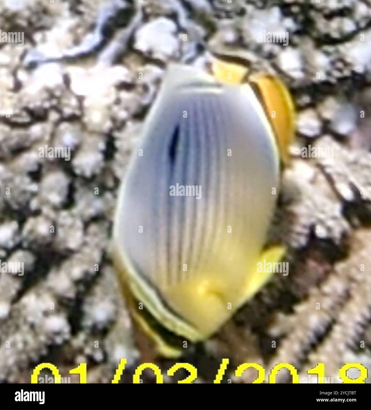 Indian Redfin Butterflyfish (Chaetodon trifasciatus) Actinopterygii ...