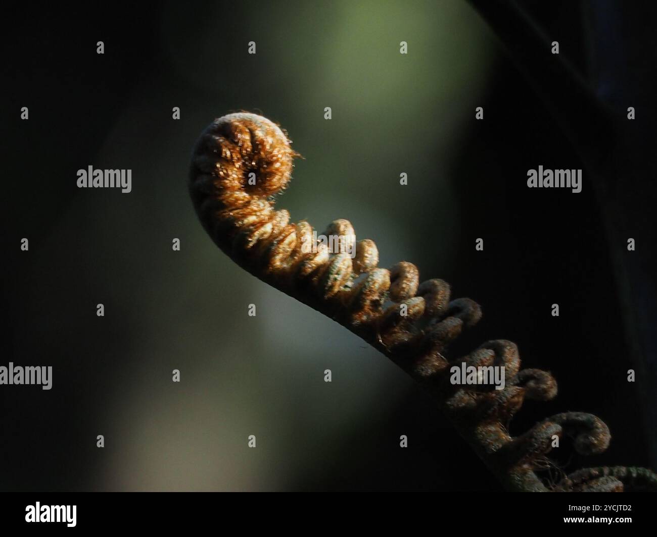 Flying Spider Monkey Tree Fern (Sphaeropteris lepifera) Plantae Stock ...