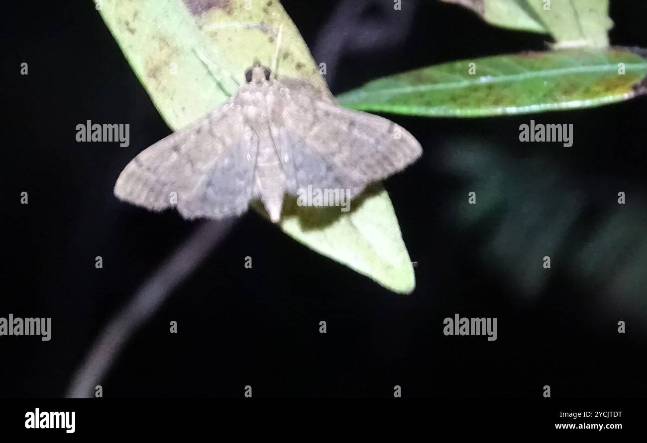 Dusky Herpetogramma Moth (Herpetogramma phaeopteralis) Insecta Stock ...