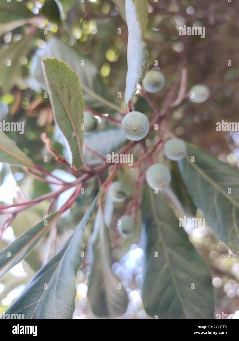 Hinau (Elaeocarpus dentatus) Plantae Stock Photo - Alamy