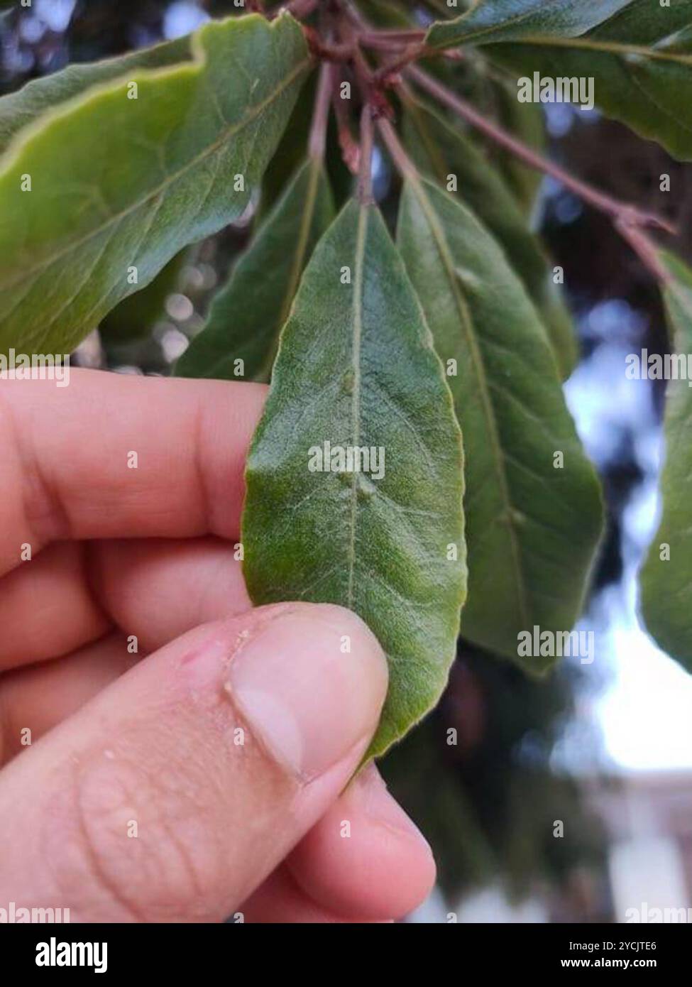 Hinau (Elaeocarpus dentatus) Plantae Stock Photo - Alamy