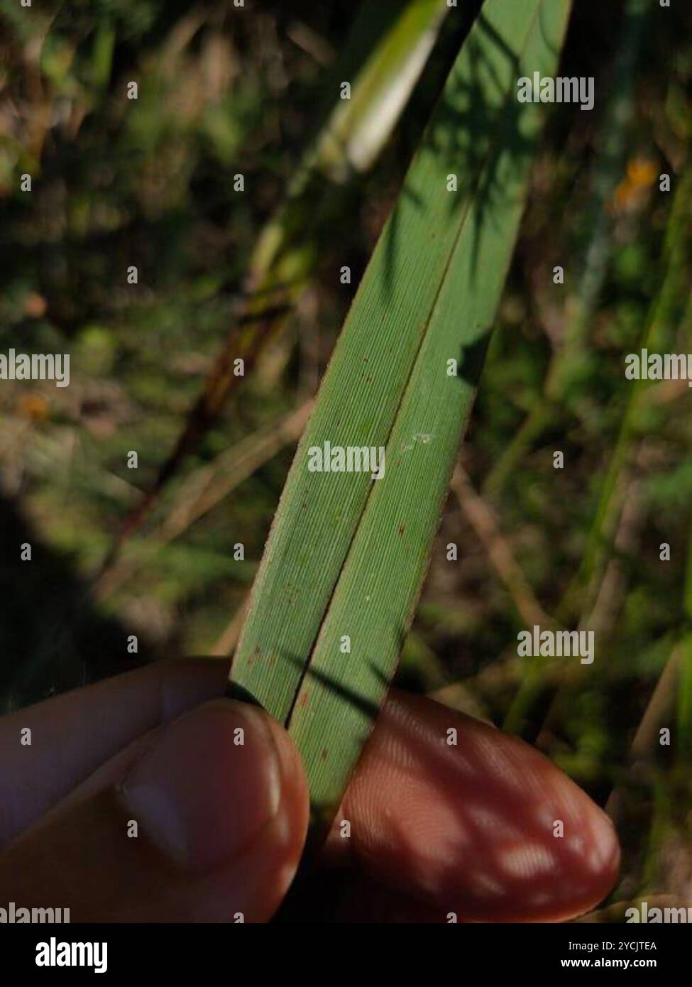 Ink Berry (Dianella nigra) Plantae Stock Photo - Alamy