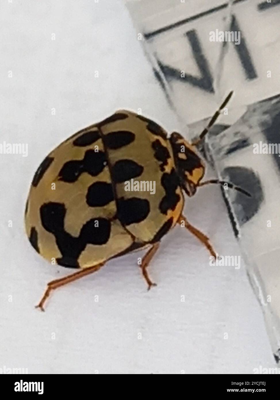 Sphaerocoris hi-res stock photography and images - Alamy