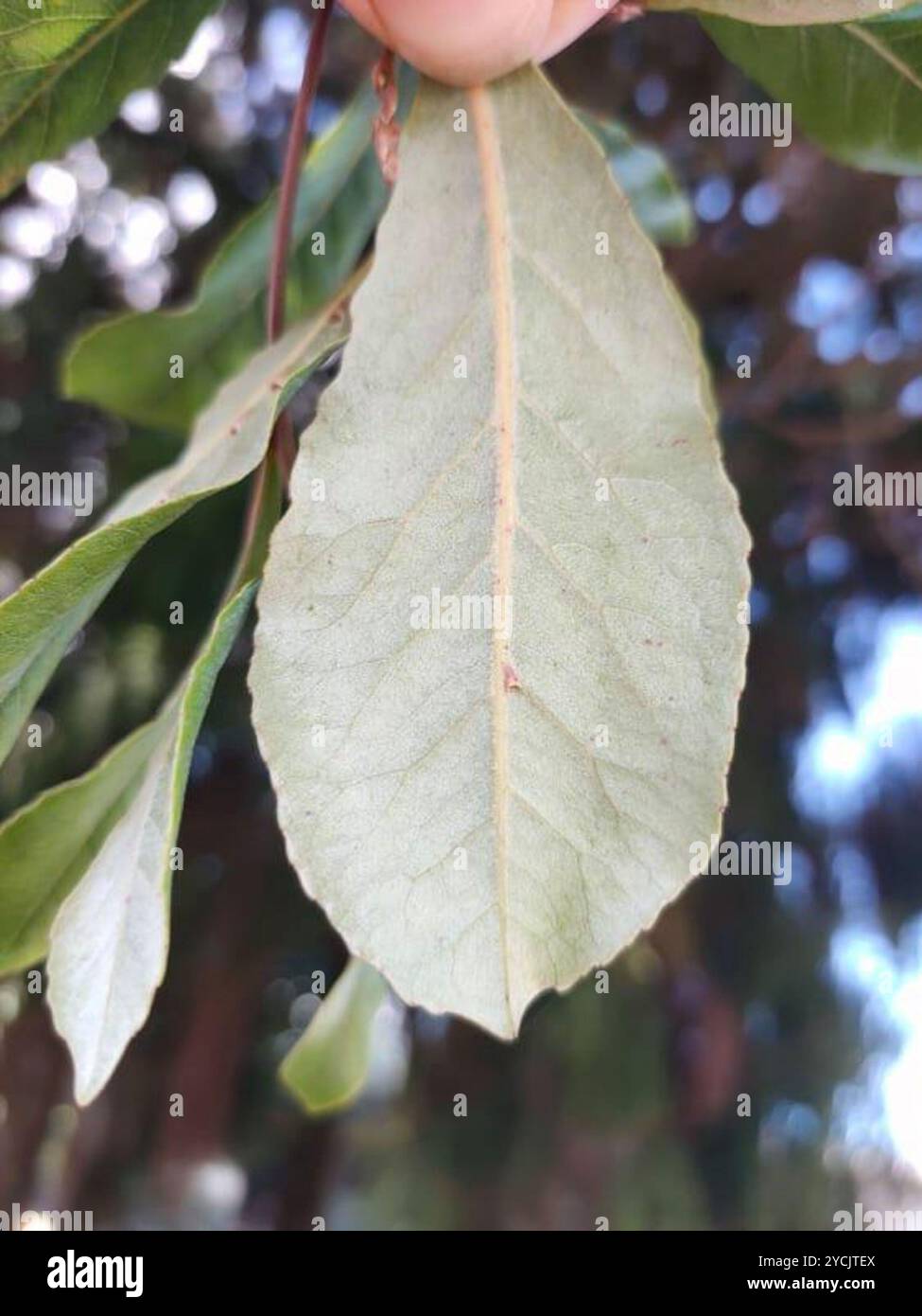 Hinau (Elaeocarpus dentatus) Plantae Stock Photo - Alamy