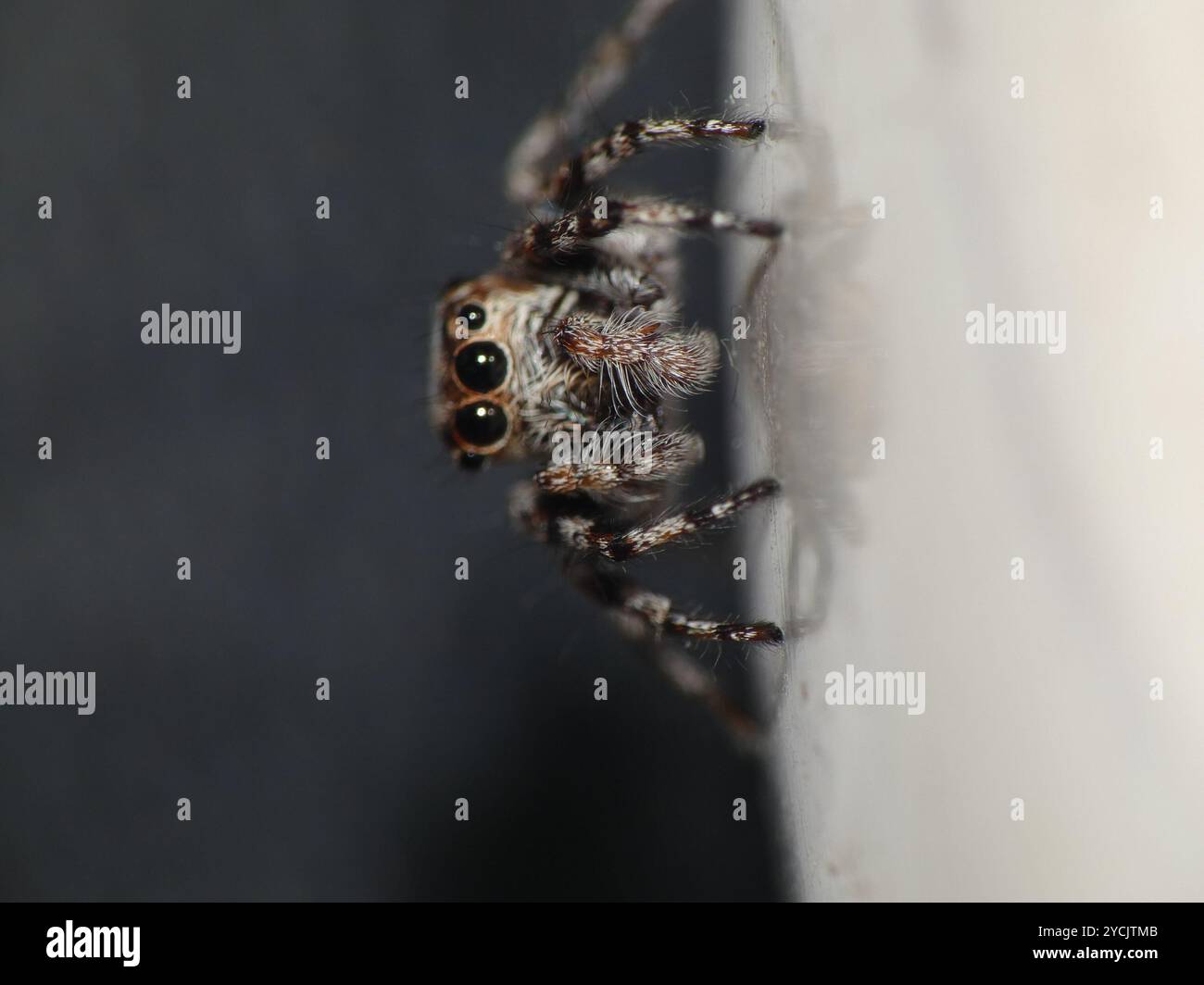 (Tusitala hirsuta) Arachnida Stock Photo - Alamy
