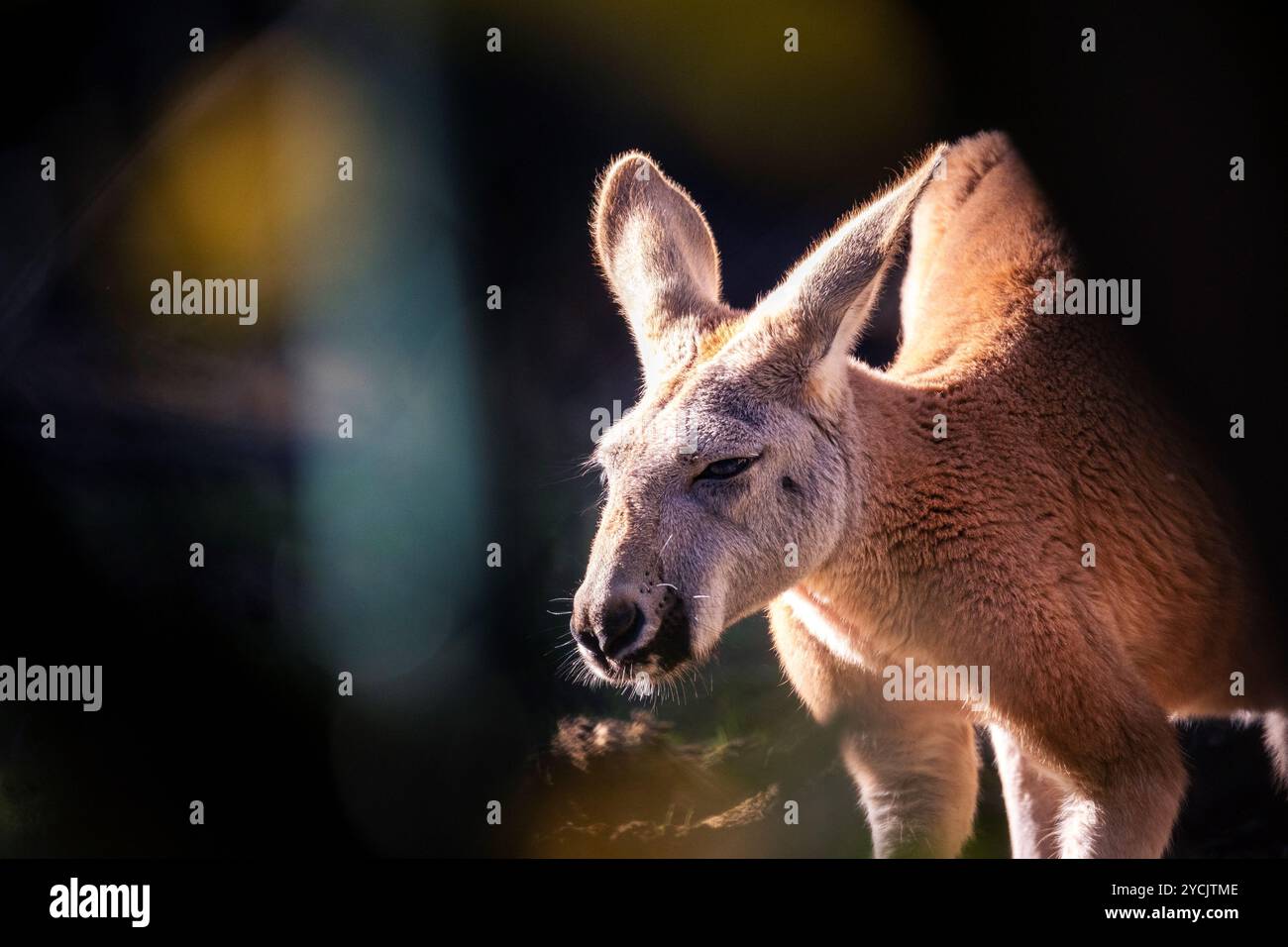 A detailed image of a kangaroo basking in the warm afternoon sun ...