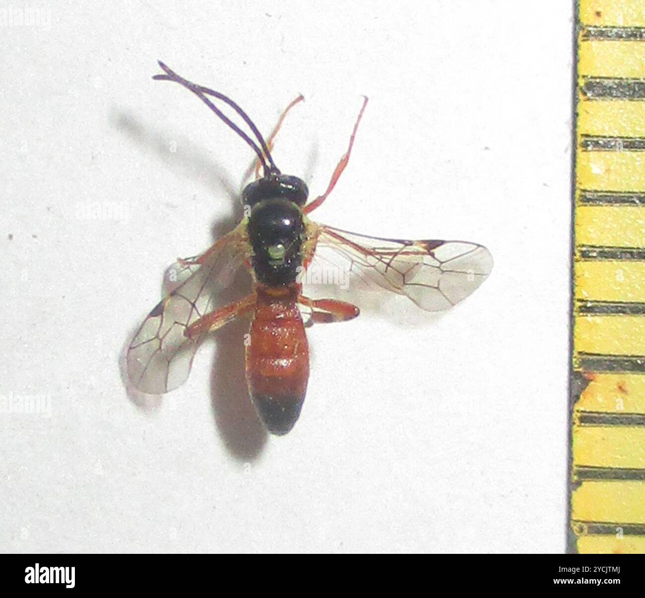 Common Hover Fly Parasitoid Wasp (Diplazon laetatorius) Insecta Stock Photo - Alamy