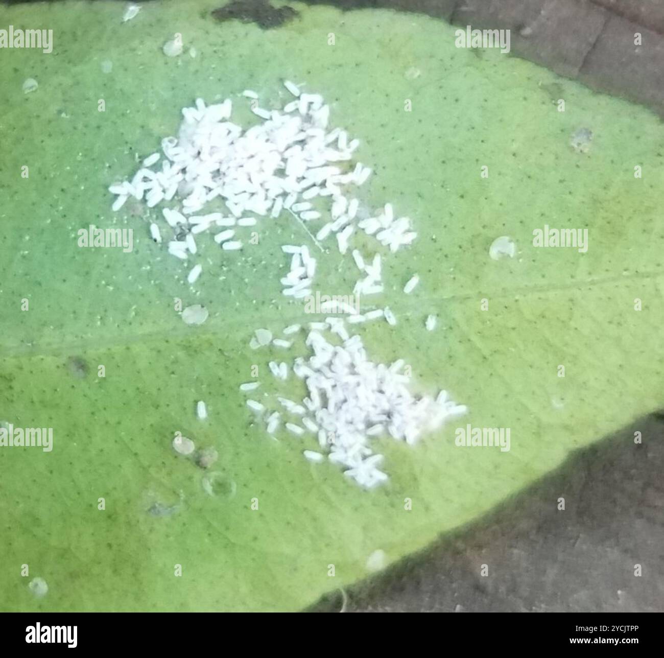Armored scale insects hi-res stock photography and images - Alamy