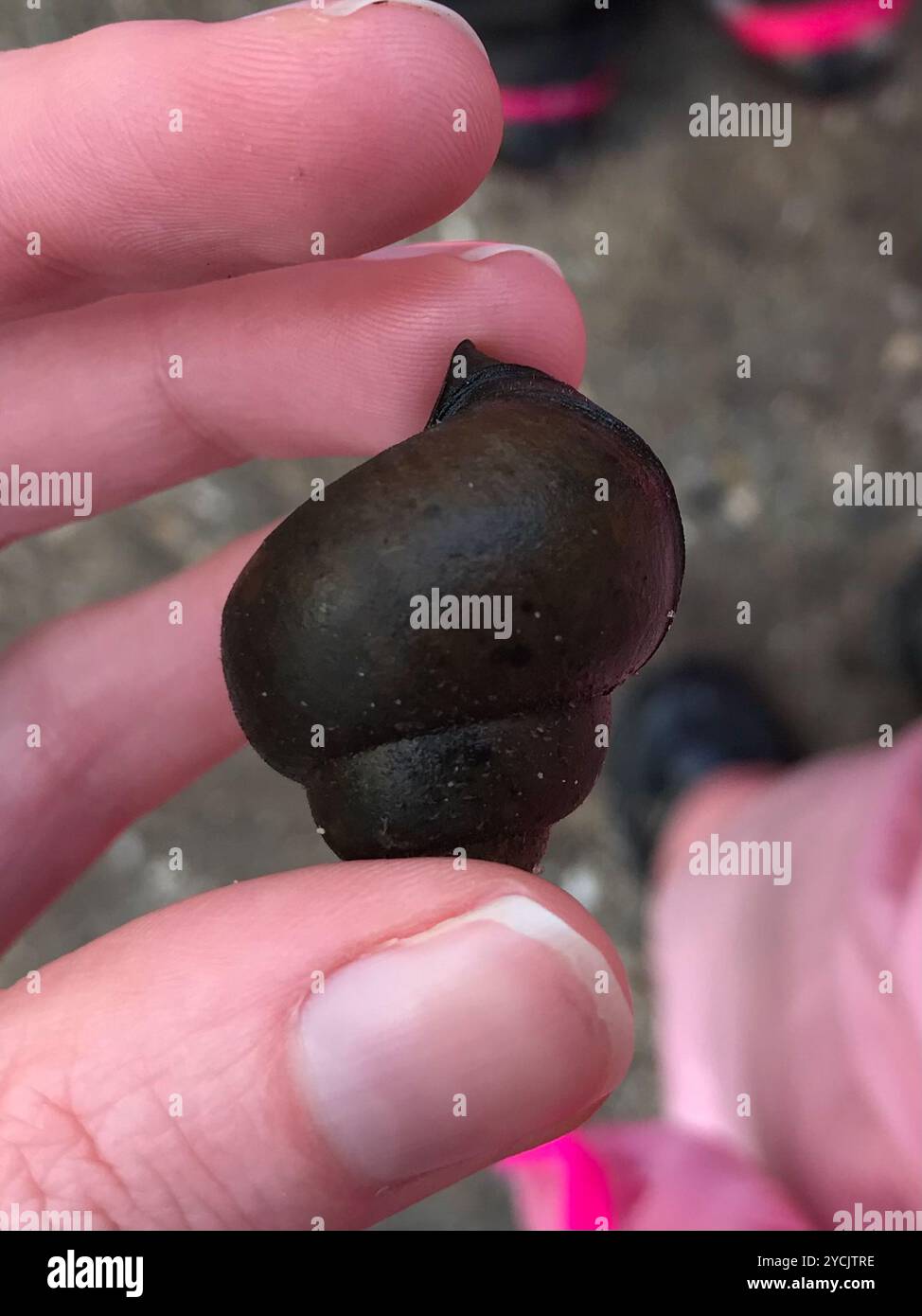 Chinese Mystery Snail (Cipangopaludina chinensis) Mollusca Stock Photo ...