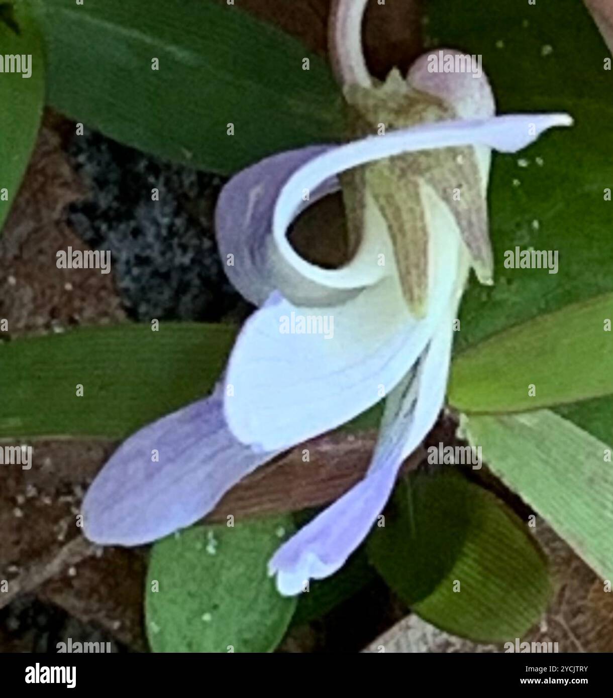 Florida Violet (Viola floridana) Plantae Stock Photo - Alamy
