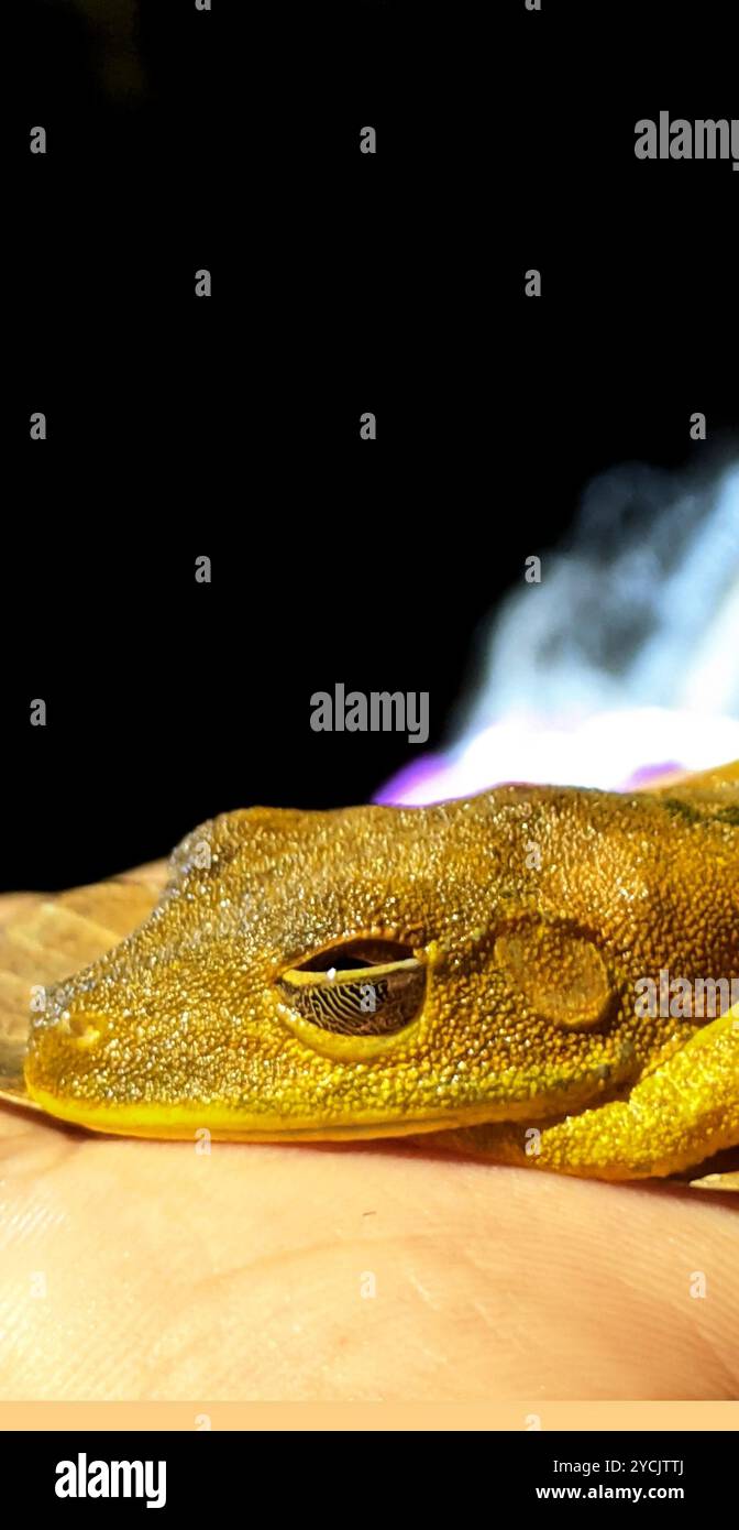 Map Tree Frog (Boana geographica) Amphibia Stock Photo - Alamy