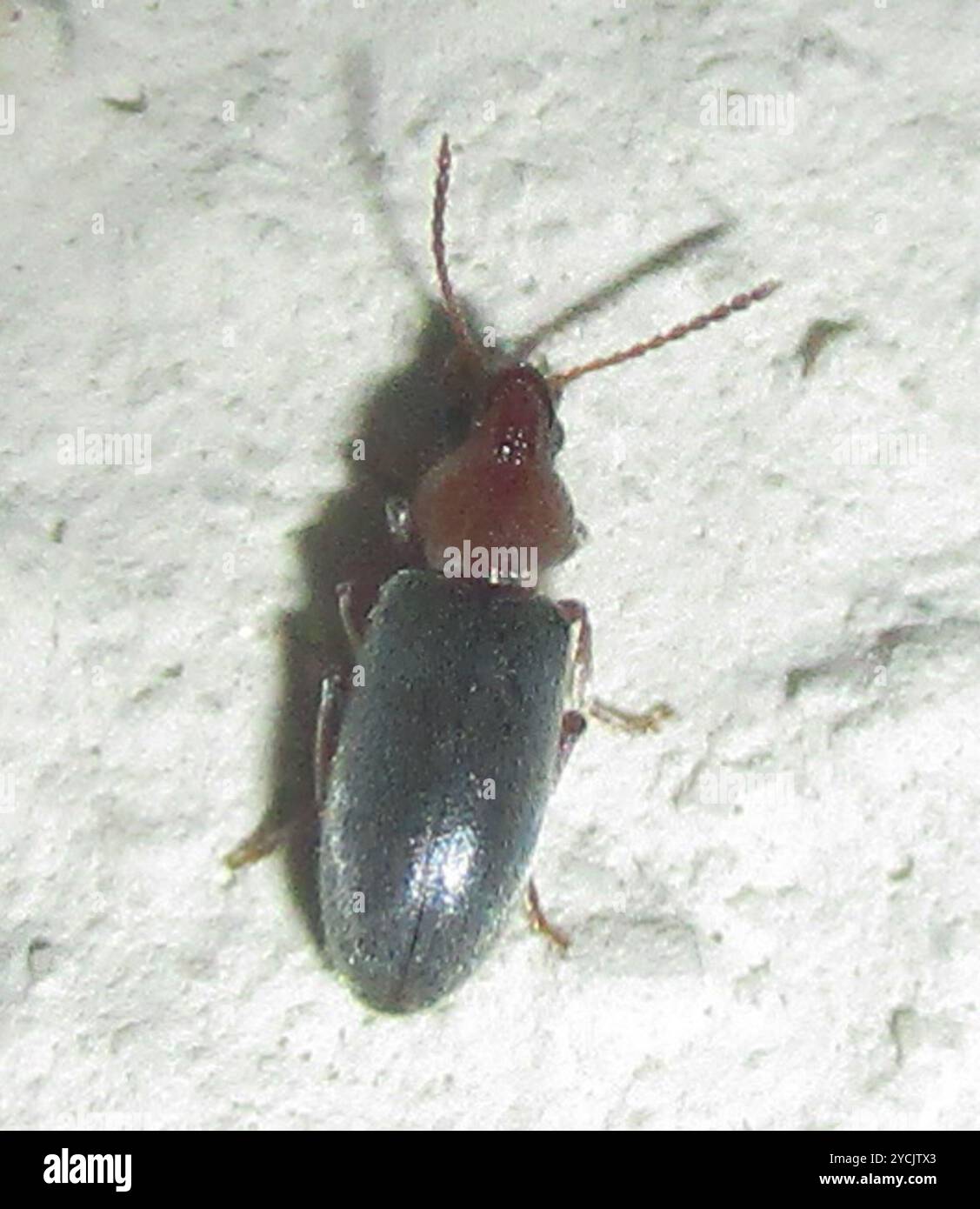 (Notoxus amaculatus) Insecta Stock Photo - Alamy