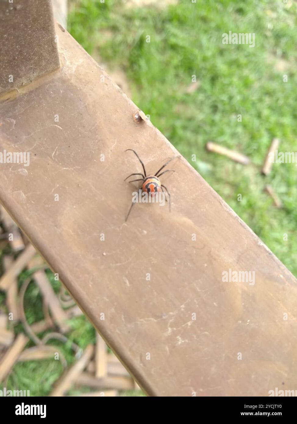 Widow Spiders (Latrodectus) Arachnida Stock Photo - Alamy