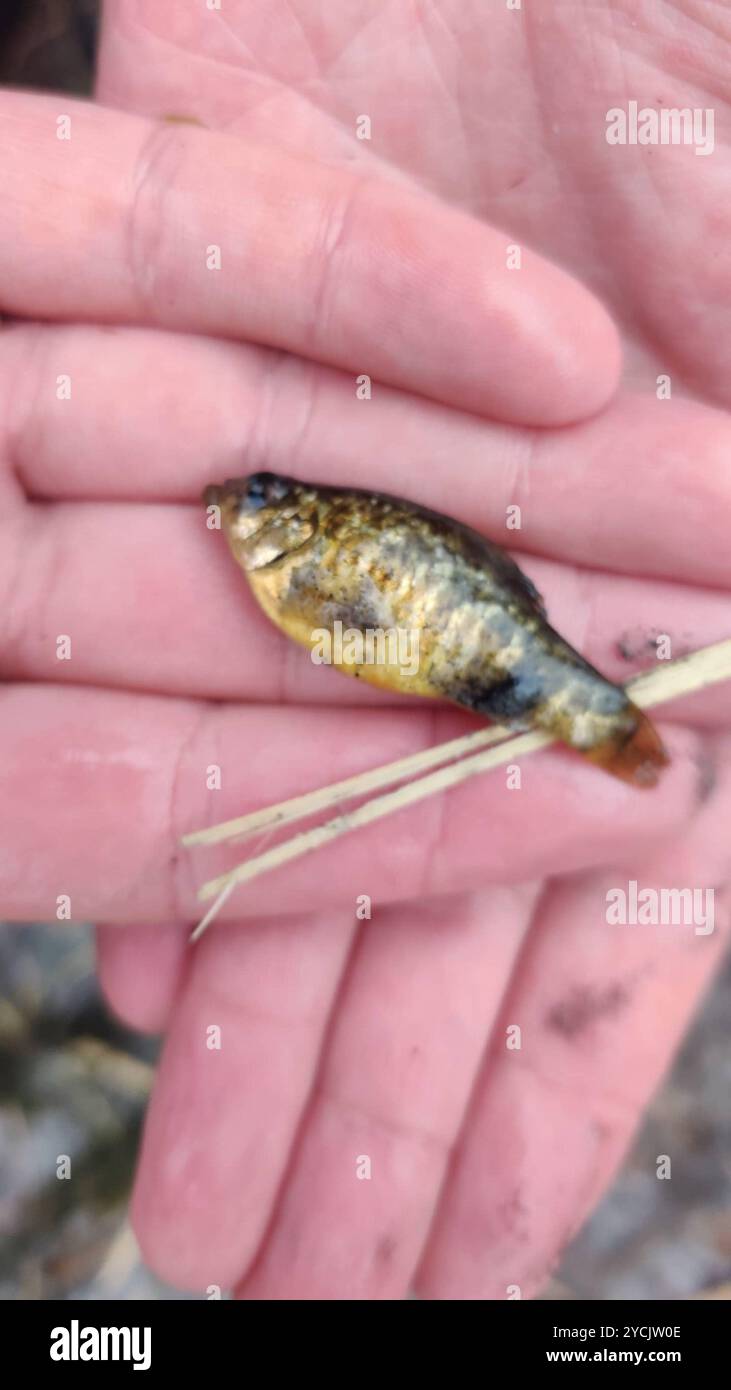 Sheepshead Minnow (Cyprinodon variegatus) Actinopterygii Stock Photo ...