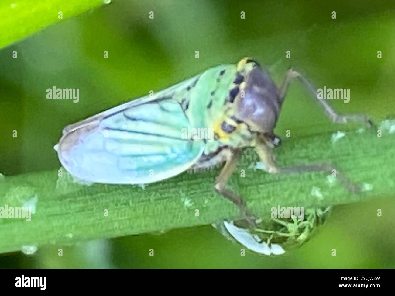 Green Leafhopper (Cicadella viridis) Insecta Stock Photo - Alamy