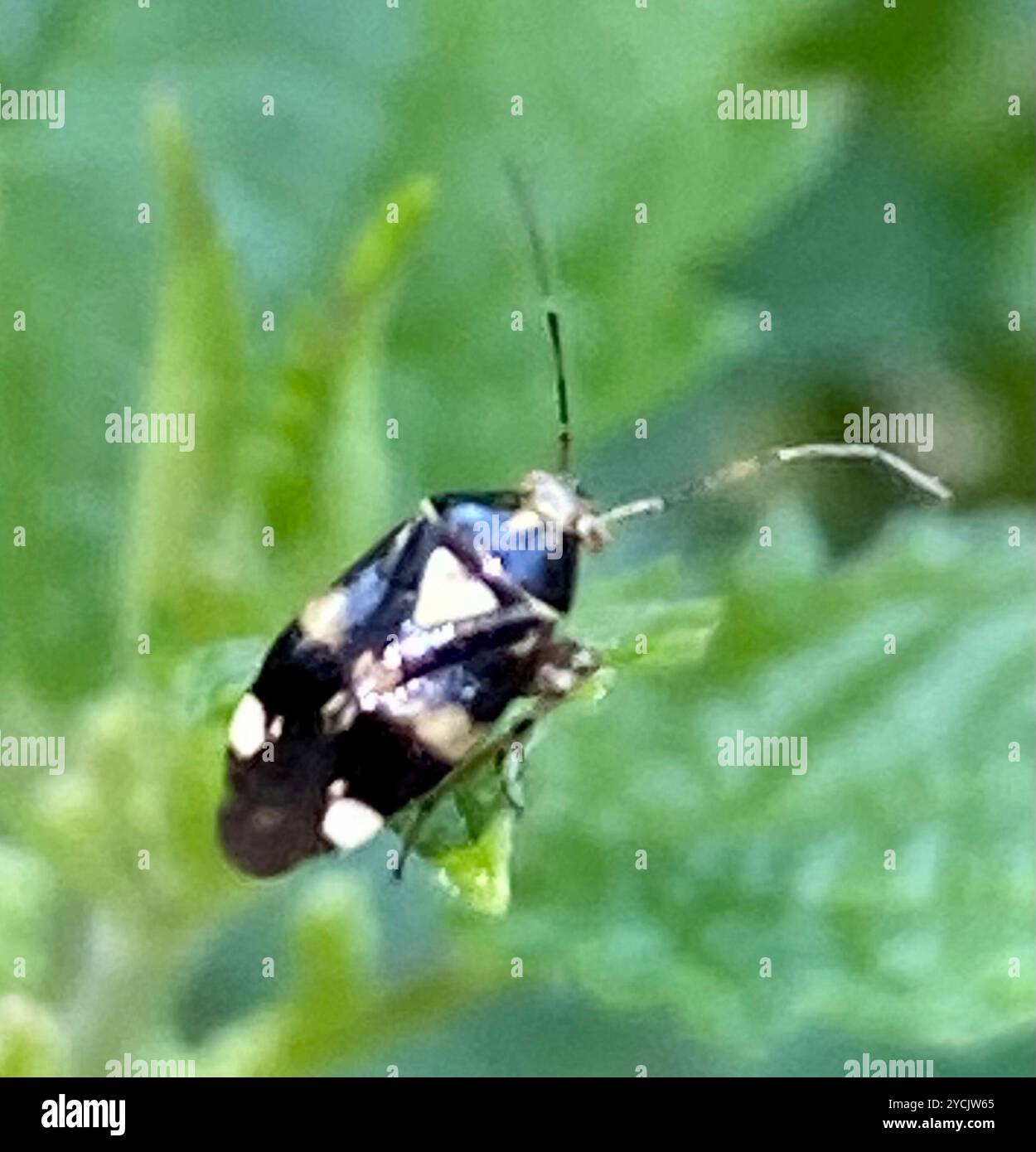 Three Spotted Nettle Bug (Liocoris tripustulatus) Insecta Stock Photo ...