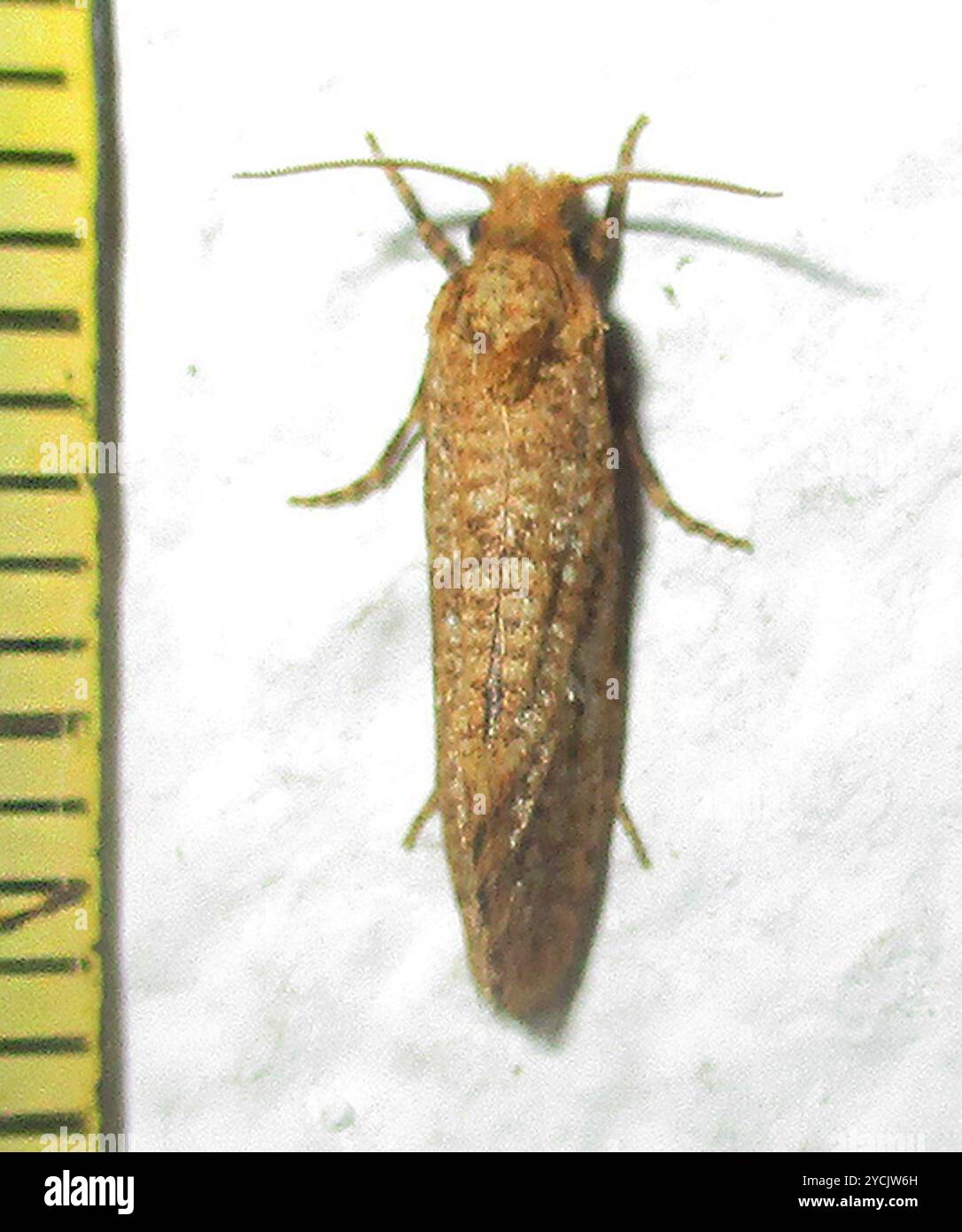 Fungus Moths, Clothes Moths, & Allies (Tineidae) Insecta Stock Photo ...