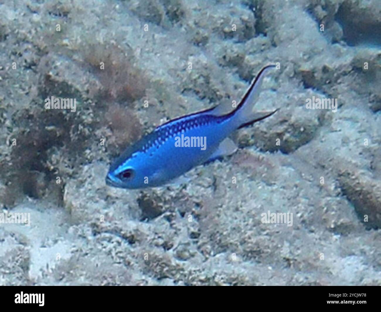 Blue Chromis (Azurina cyanea) Actinopterygii Stock Photo - Alamy