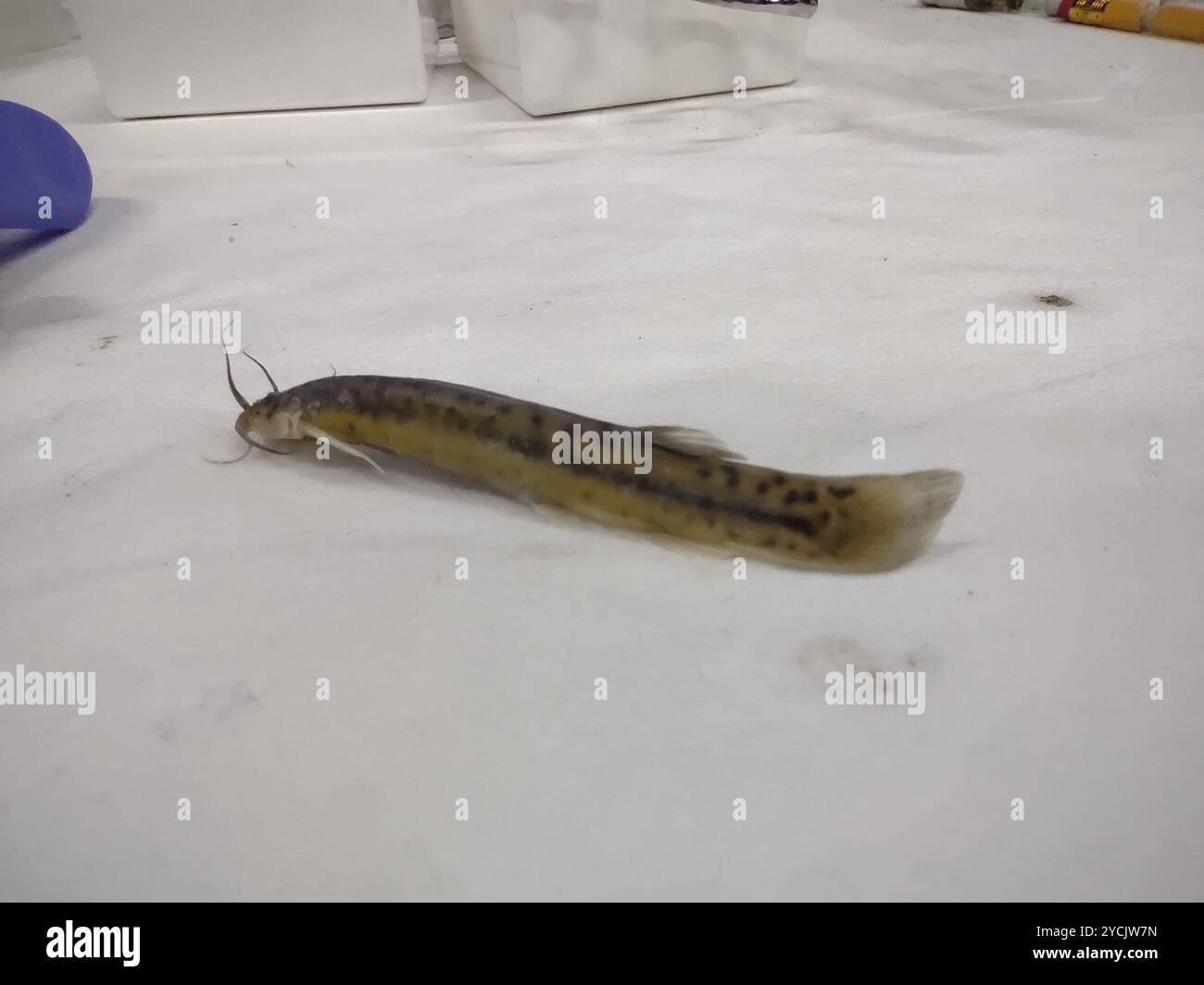 Pencil Catfishes (Trichomycteridae) Actinopterygii Stock Photo - Alamy