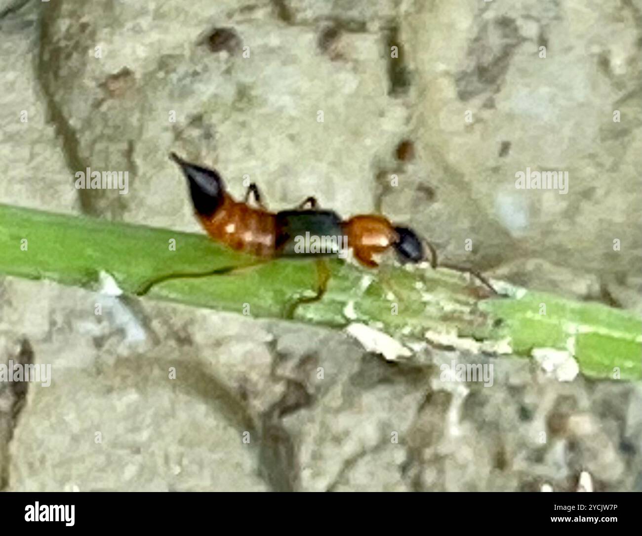 Whiplash Beetles (Paederus) Insecta Stock Photo - Alamy