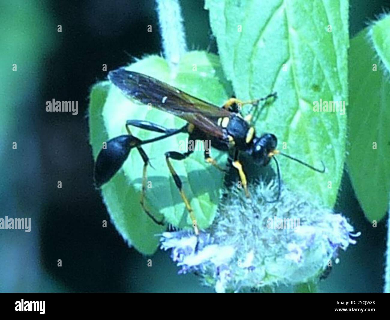 Yellow-legged Mud-dauber Wasp (Sceliphron caementarium) Insecta Stock ...