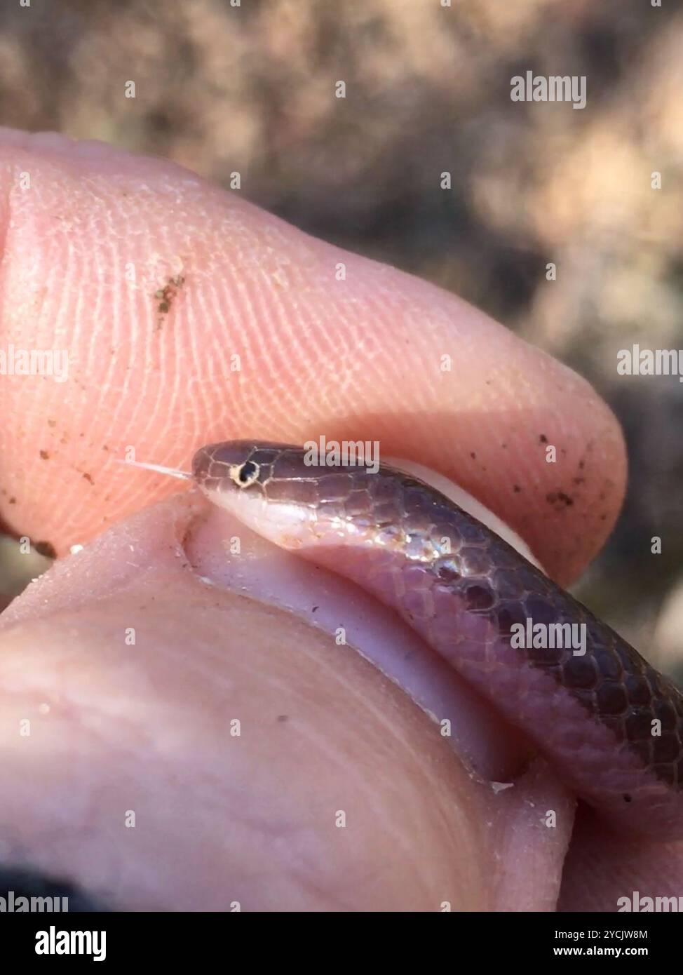 Eastern Worm Snake (Carphophis amoenus) Reptilia Stock Photo - Alamy