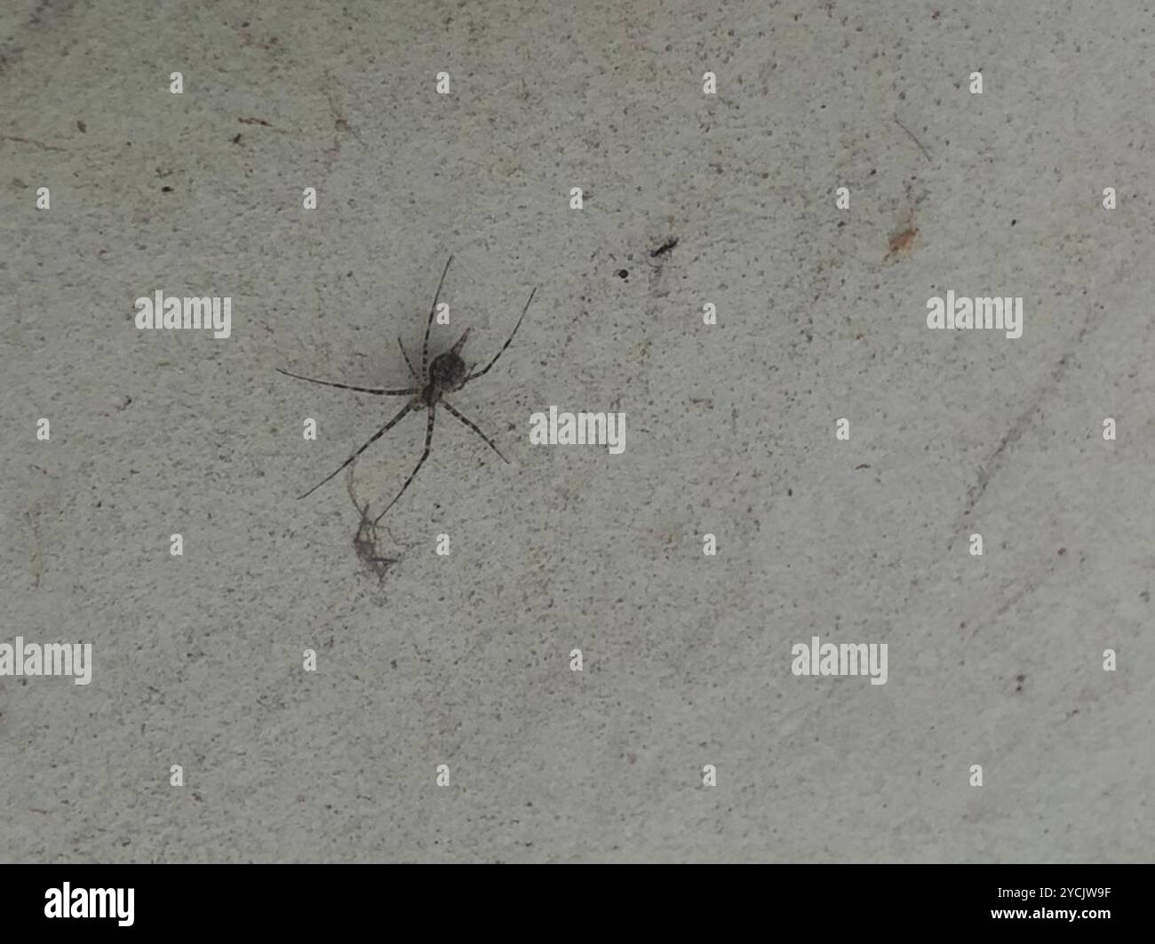 Two-tailed Spiders (Hersiliidae) Arachnida Stock Photo - Alamy