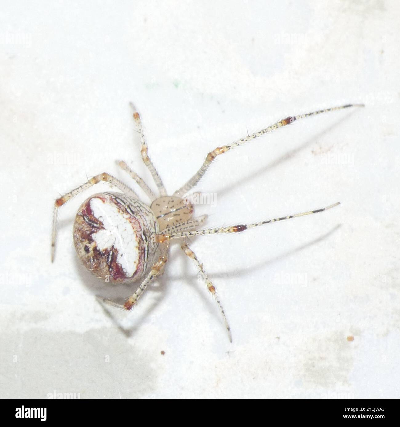 Comb-footed Spiders (Theridiidae) Arachnida Stock Photo - Alamy