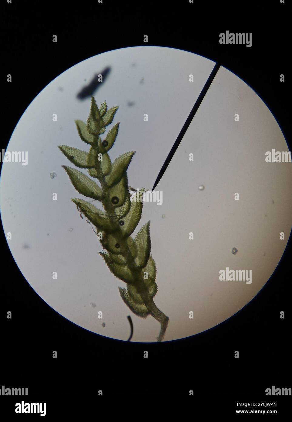 Common Tamarisk-moss (Thuidium tamariscinum) Plantae Stock Photo - Alamy