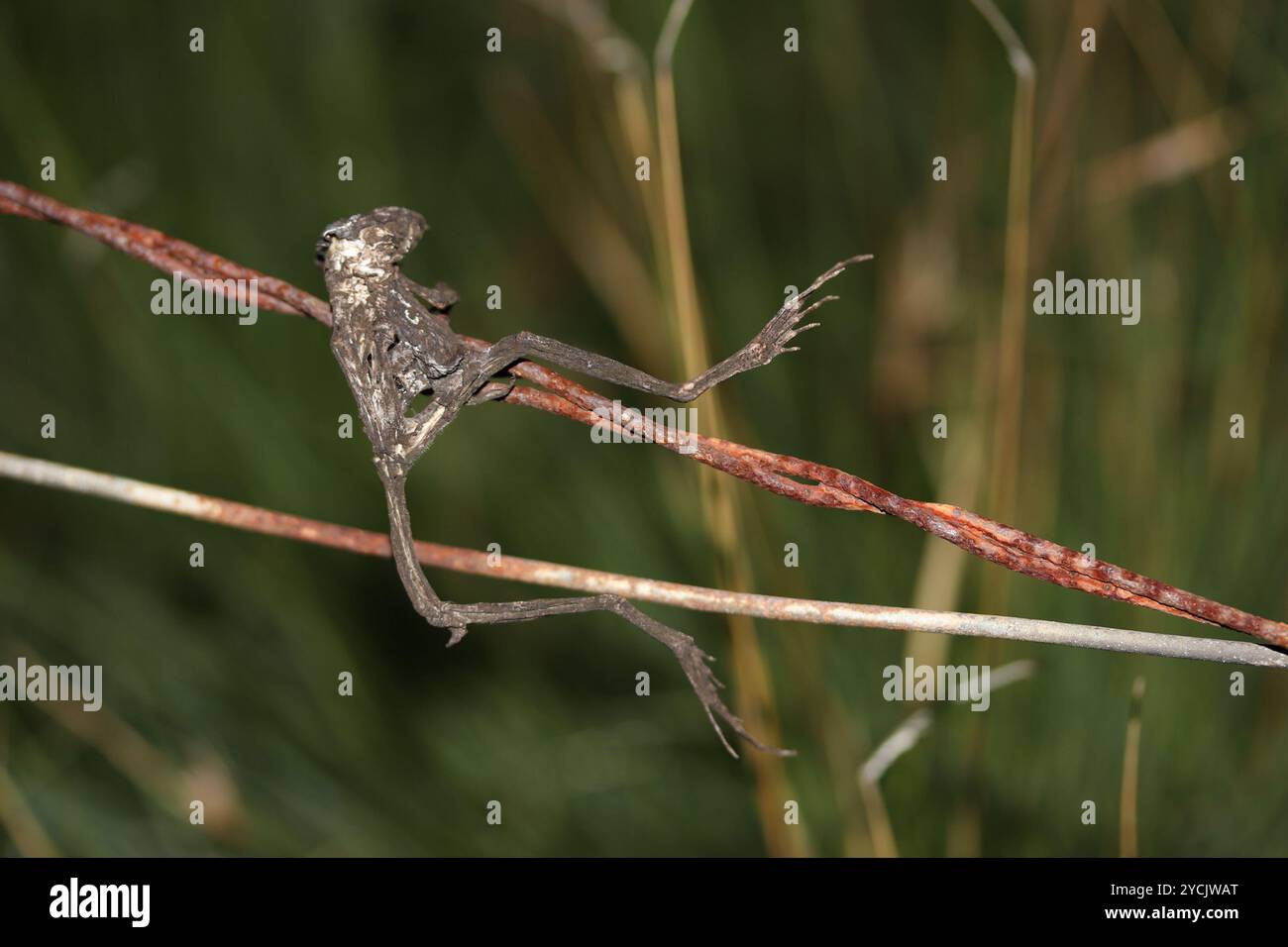 Stream Frogs (Strongylopus) Amphibia Stock Photo - Alamy