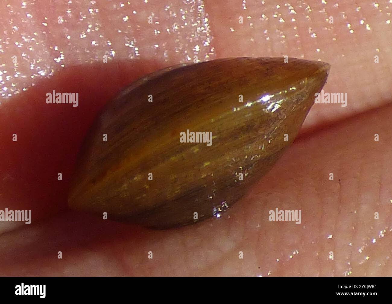 Striated Fingernailclam (Sphaerium striatinum) Mollusca Stock Photo - Alamy