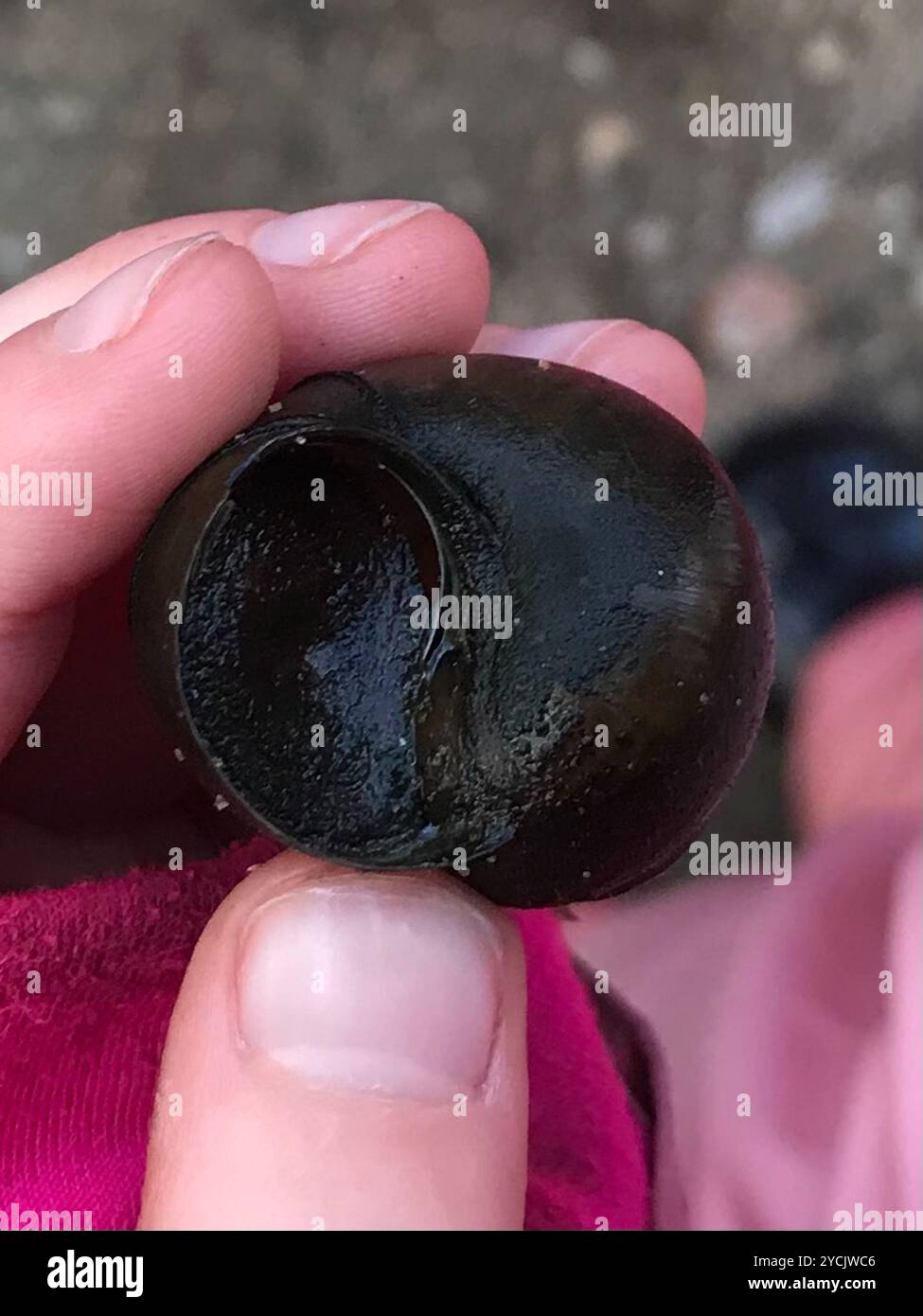 Chinese Mystery Snail (Cipangopaludina chinensis) Mollusca Stock Photo ...