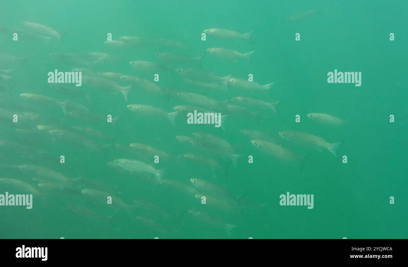 Sea Mullet (Mugil cephalus) Actinopterygii Stock Photo - Alamy