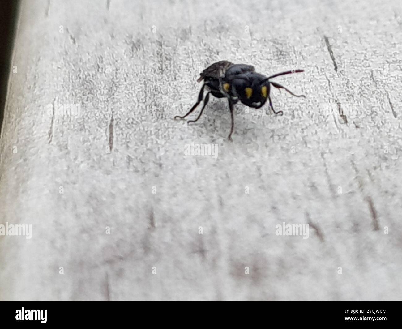 Agile Masked Bee (Hylaeus agilis) Insecta Stock Photo - Alamy