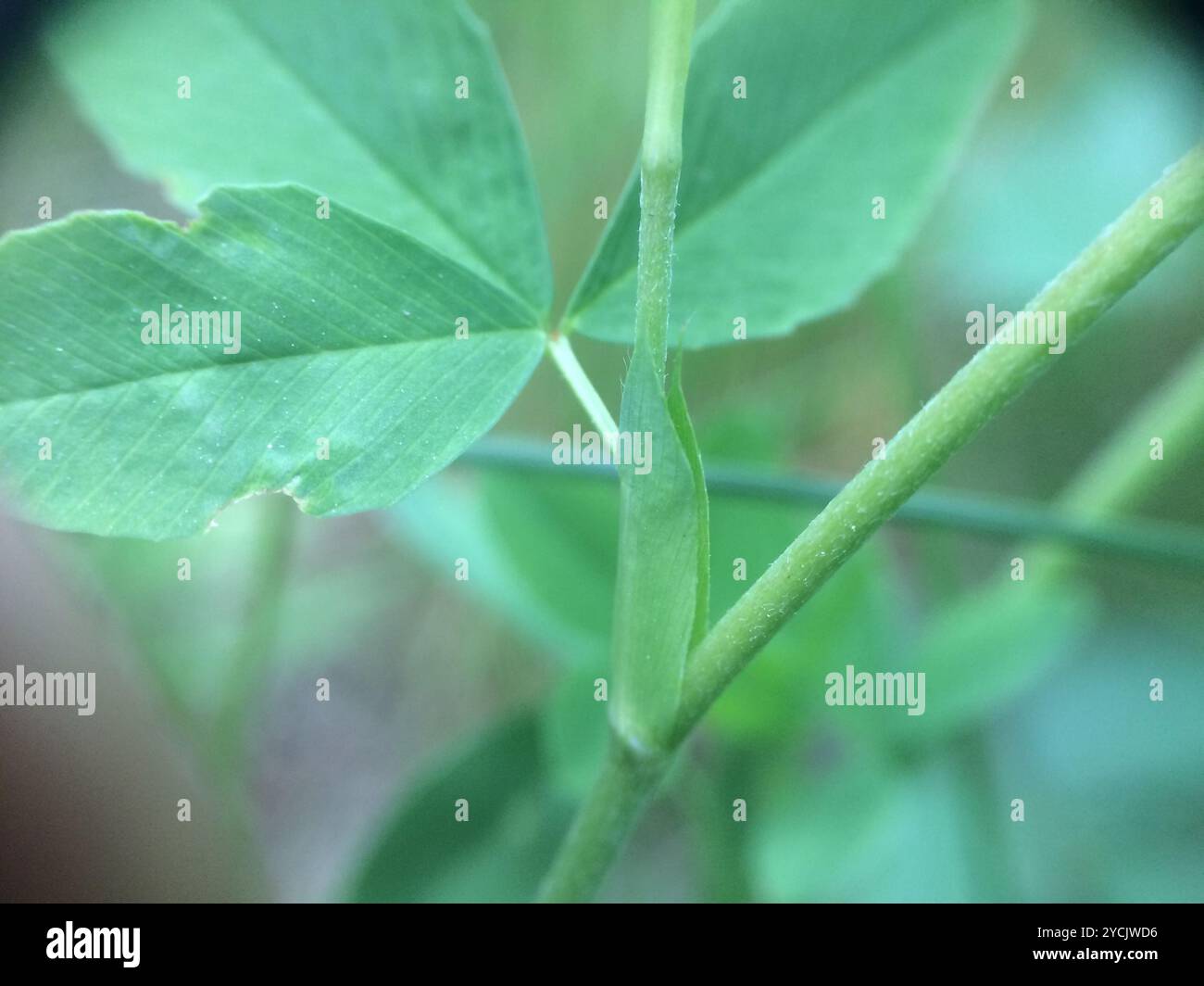 large hop clover (Trifolium aureum) Plantae Stock Photo - Alamy