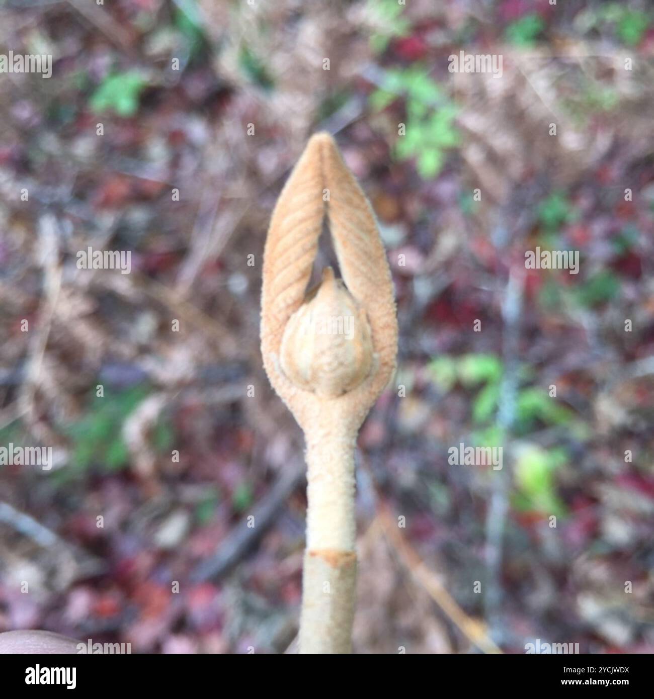 hobblebush (Viburnum lantanoides) Plantae Stock Photo - Alamy