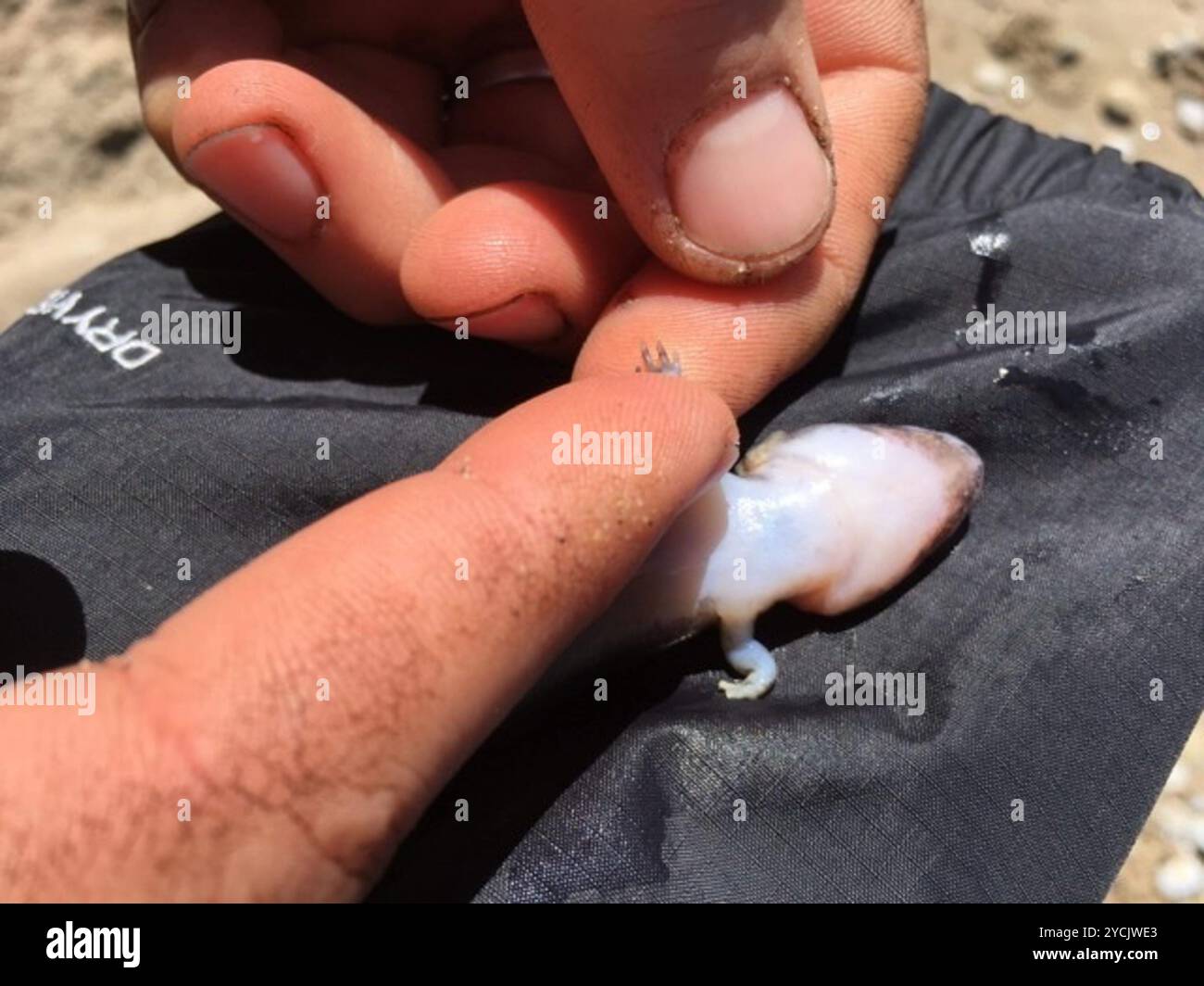 Common Mudpuppy (Necturus maculosus) Amphibia Stock Photo - Alamy