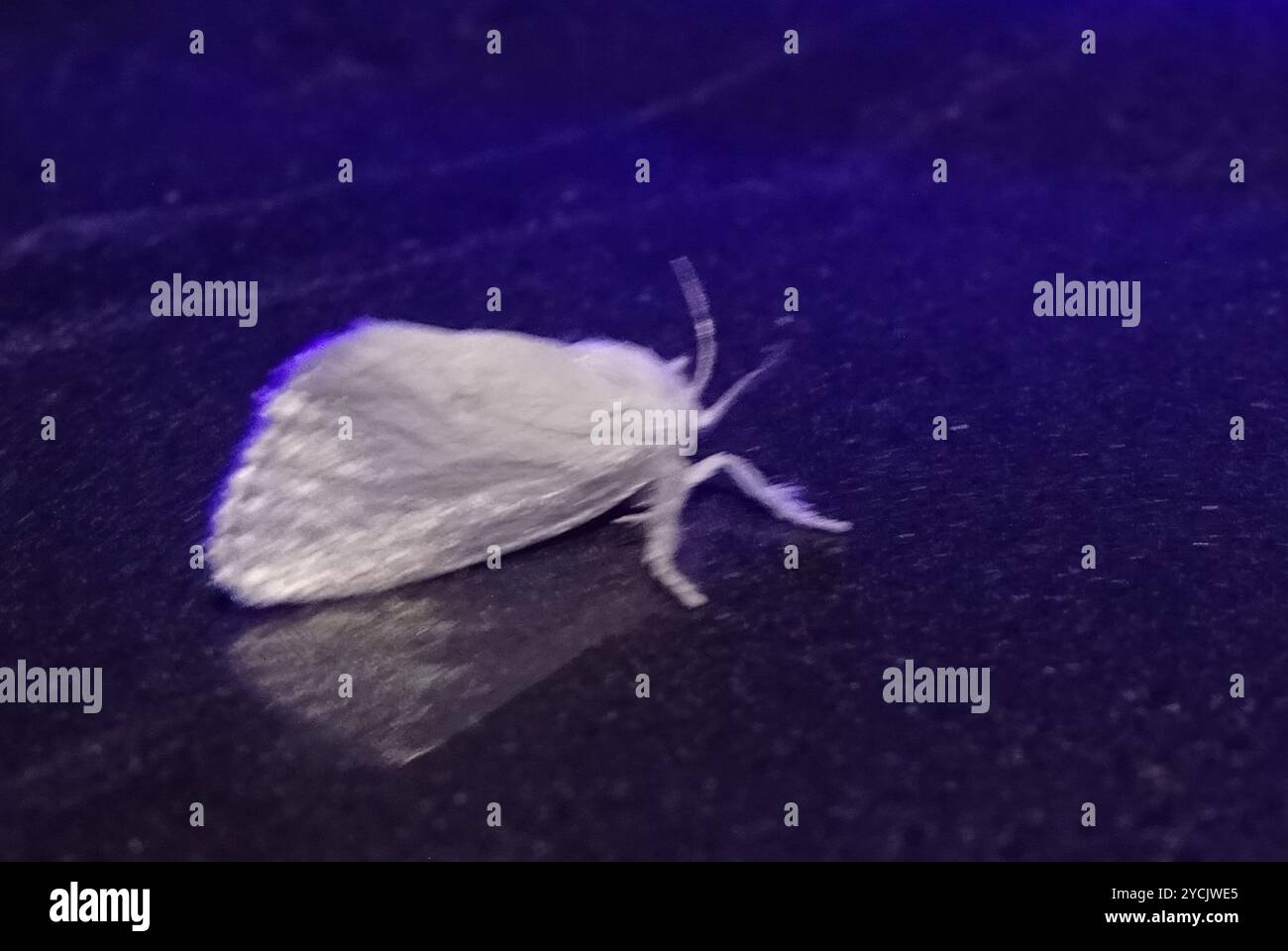 Packard's White Slug Moth (Alarodia slossoniae) Insecta Stock Photo - Alamy
